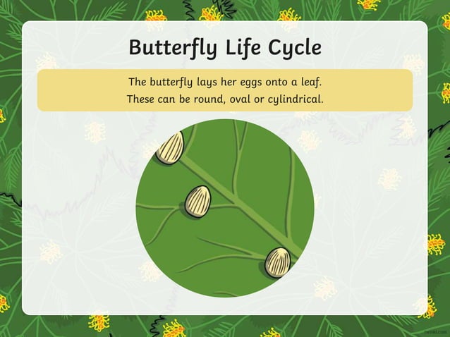 Butterfly Life Cycle-Grade 3 powerpoint presentation | PPT | Biological ...