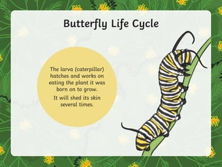Butterfly Life Cycle-Grade 3 powerpoint presentation | PPT