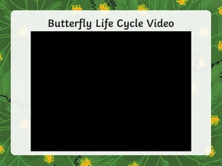 Butterfly Life Cycle-Grade 3 powerpoint presentation | PPT