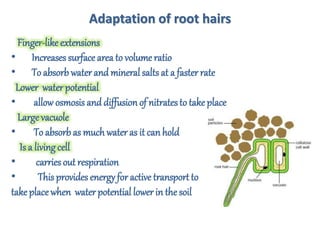 Transportation In Plants | PPT