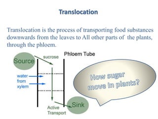 Transportation In Plants | PPT