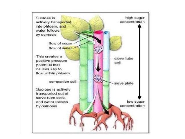 Transportation In Plants