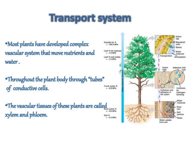 Transportation In Plants
