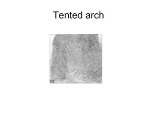 Science Crime Busters Fingerprints Ppt | PPT