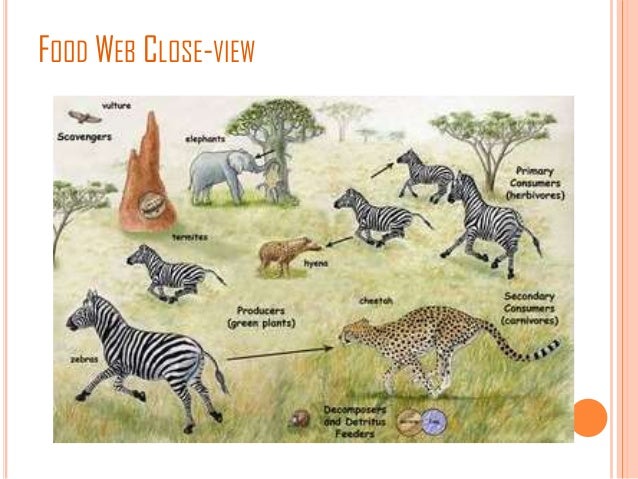 Science equidae(animal)