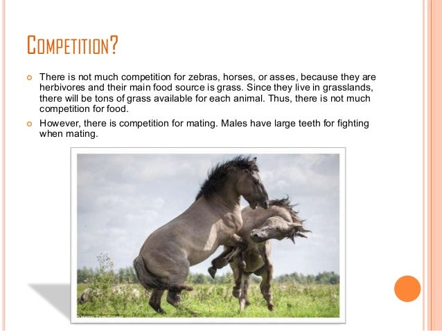 Science equidae(animal)