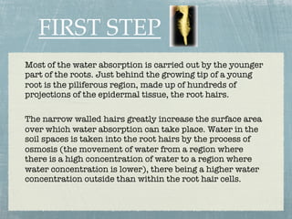 Science journey of a drop through a plant | KEY