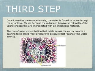 Science journey of a drop through a plant | PPT