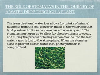 Science journey of a drop through a plant | PPT