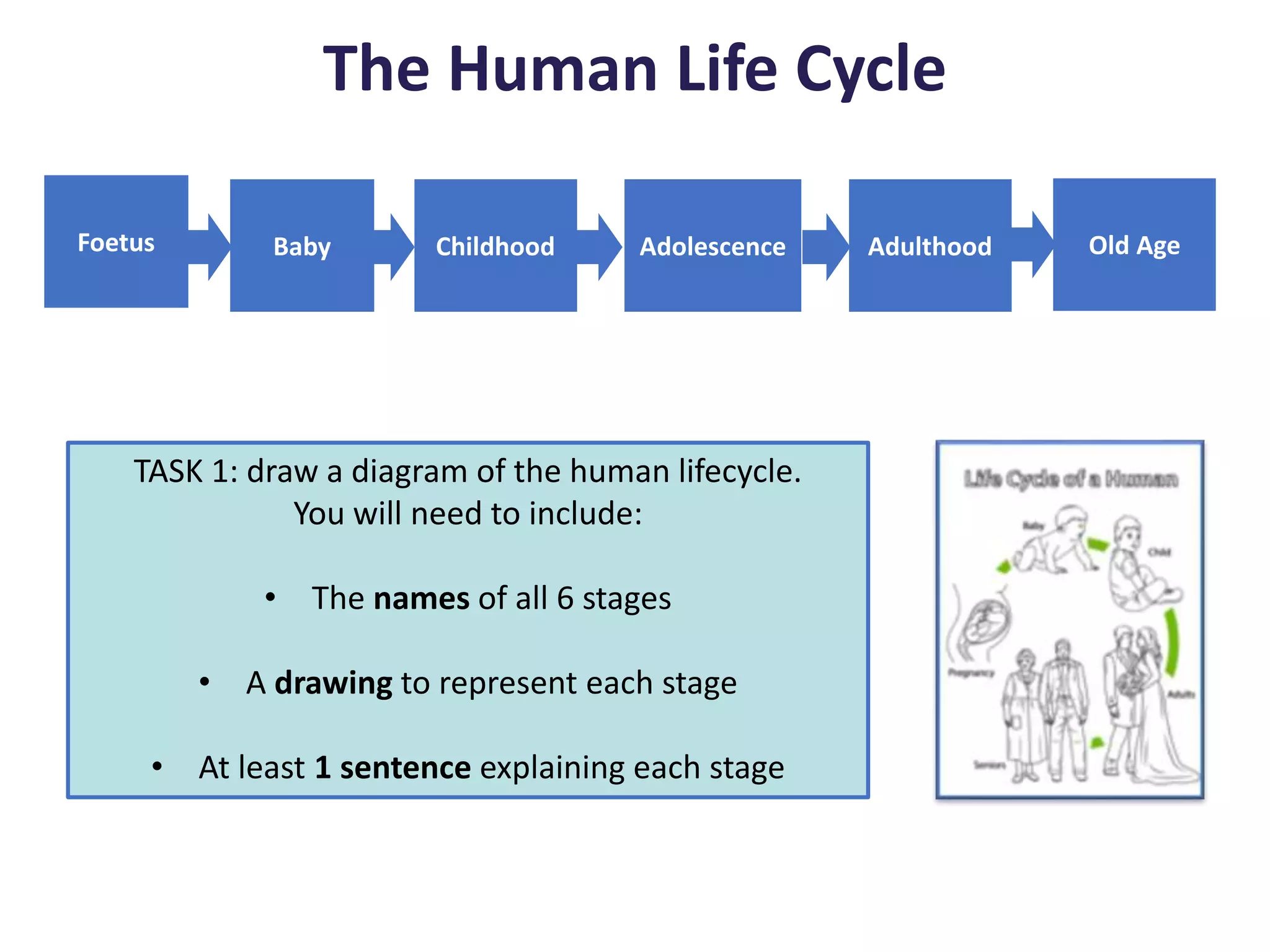 Science - lesson 6.pptx