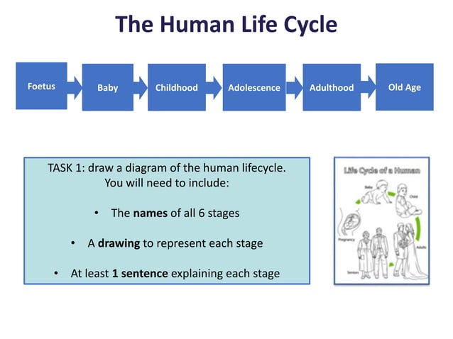 Science - lesson 6.pptx