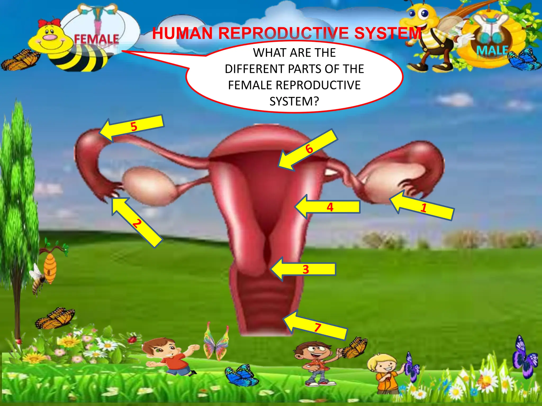 science-male-and-female-Reproductive-system.pptx