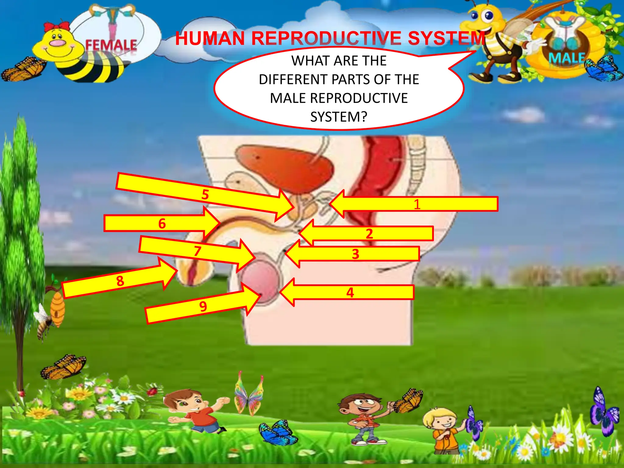 science-male-and-female-Reproductive-system.pptx