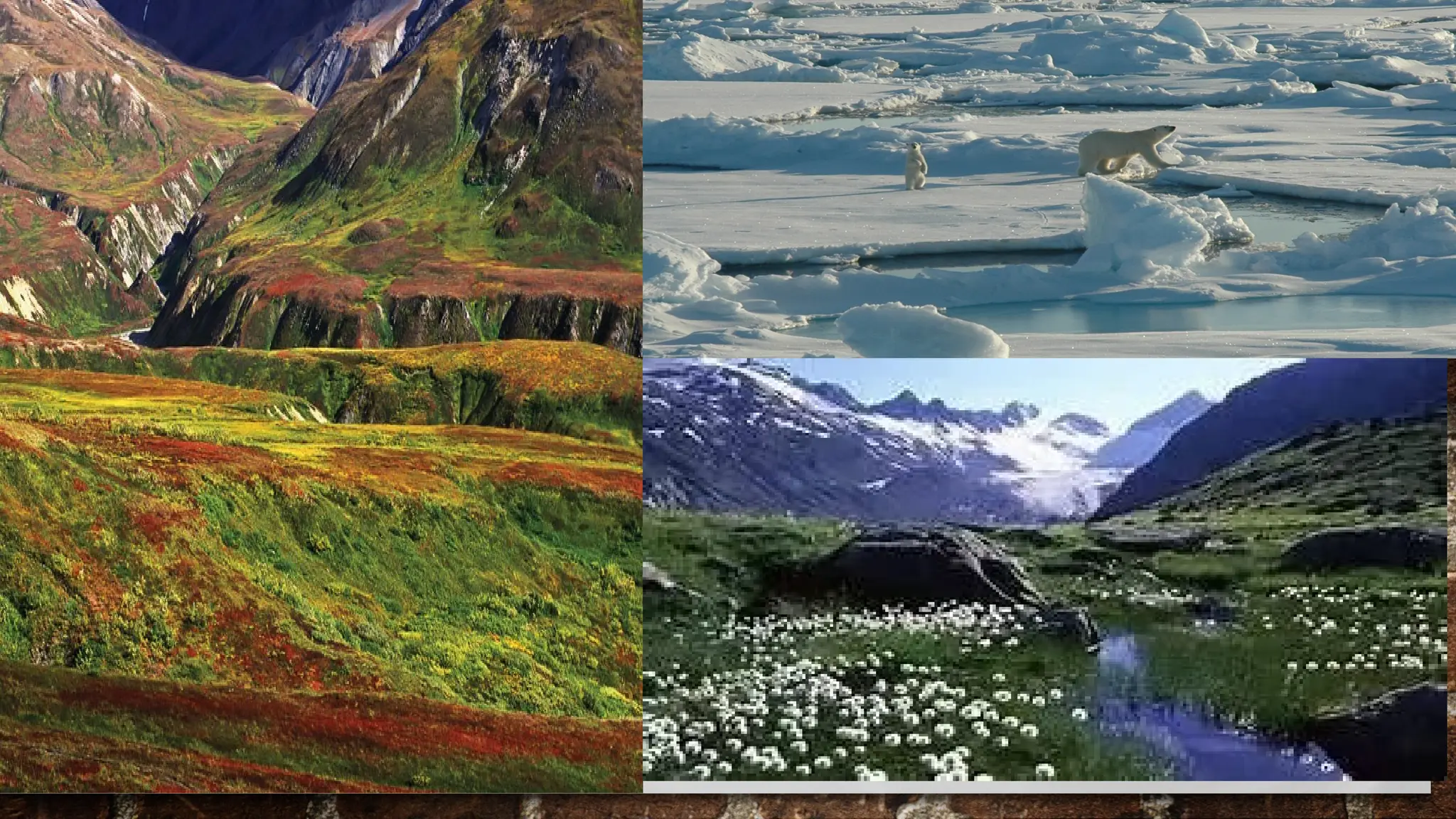 Science-of-ecosystems. Understanding ecosystem pptx | PPTX