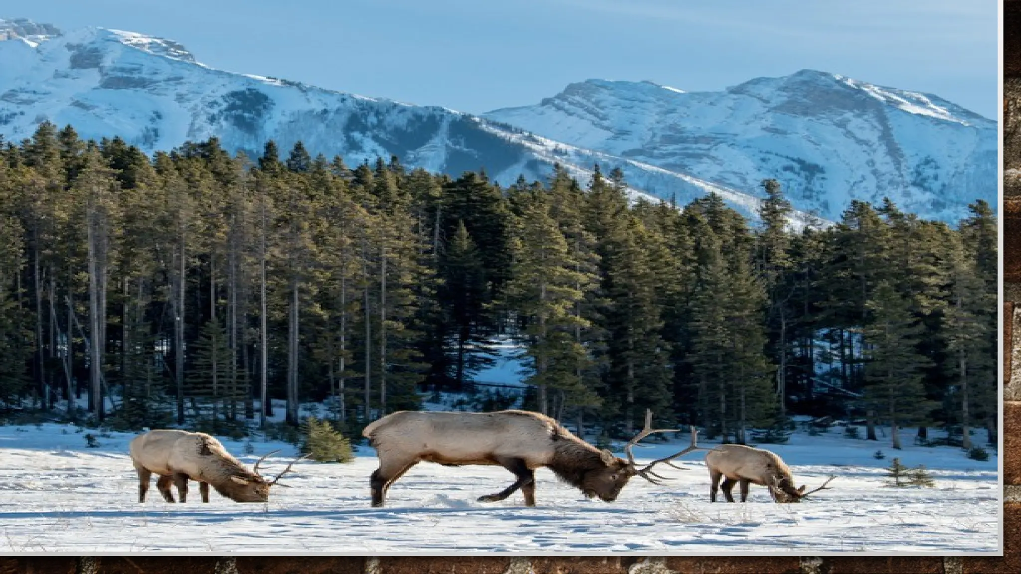 Science-of-ecosystems. Understanding ecosystem pptx | PPTX