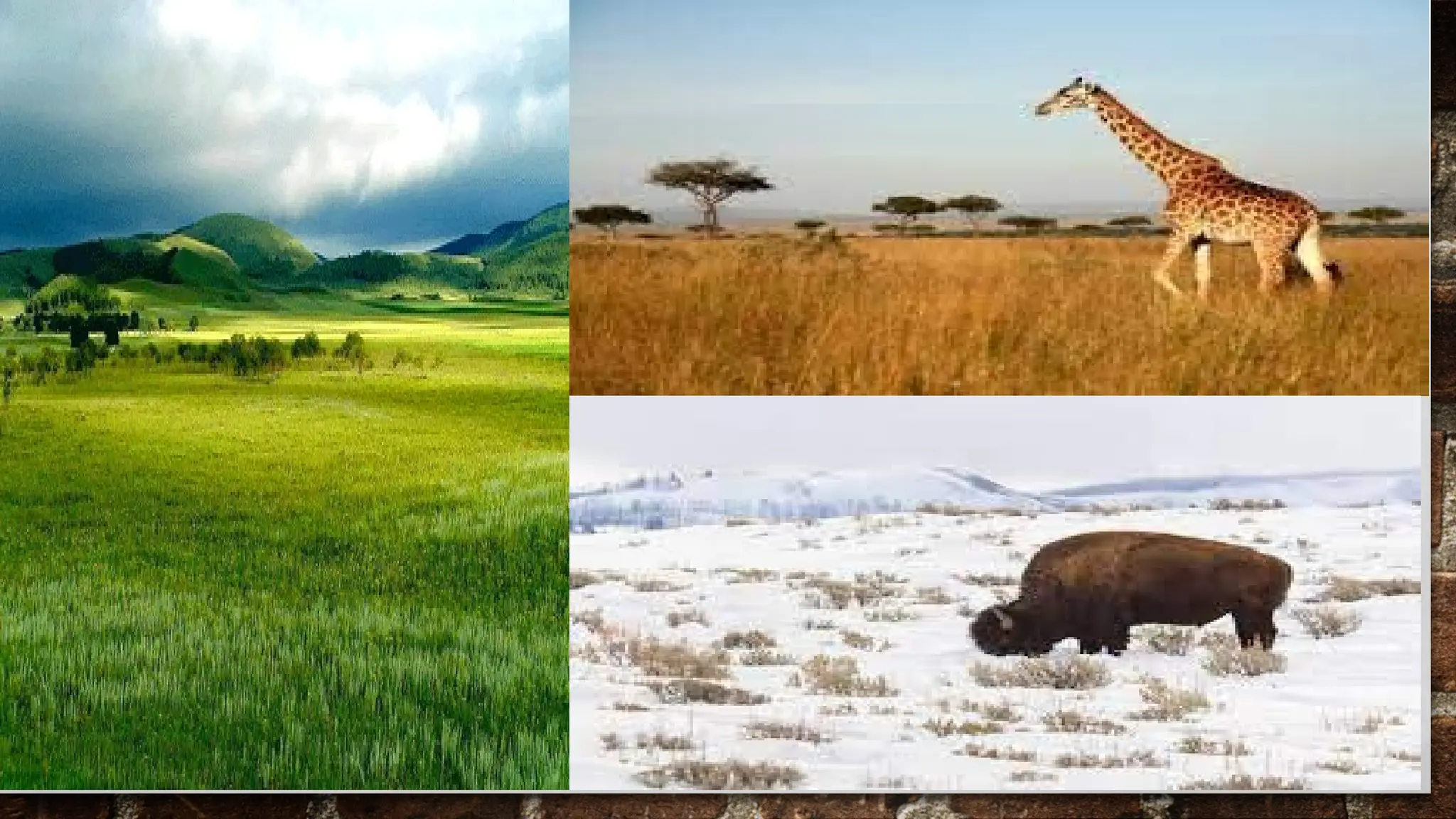 Science-of-ecosystems. Understanding ecosystem pptx | PPTX