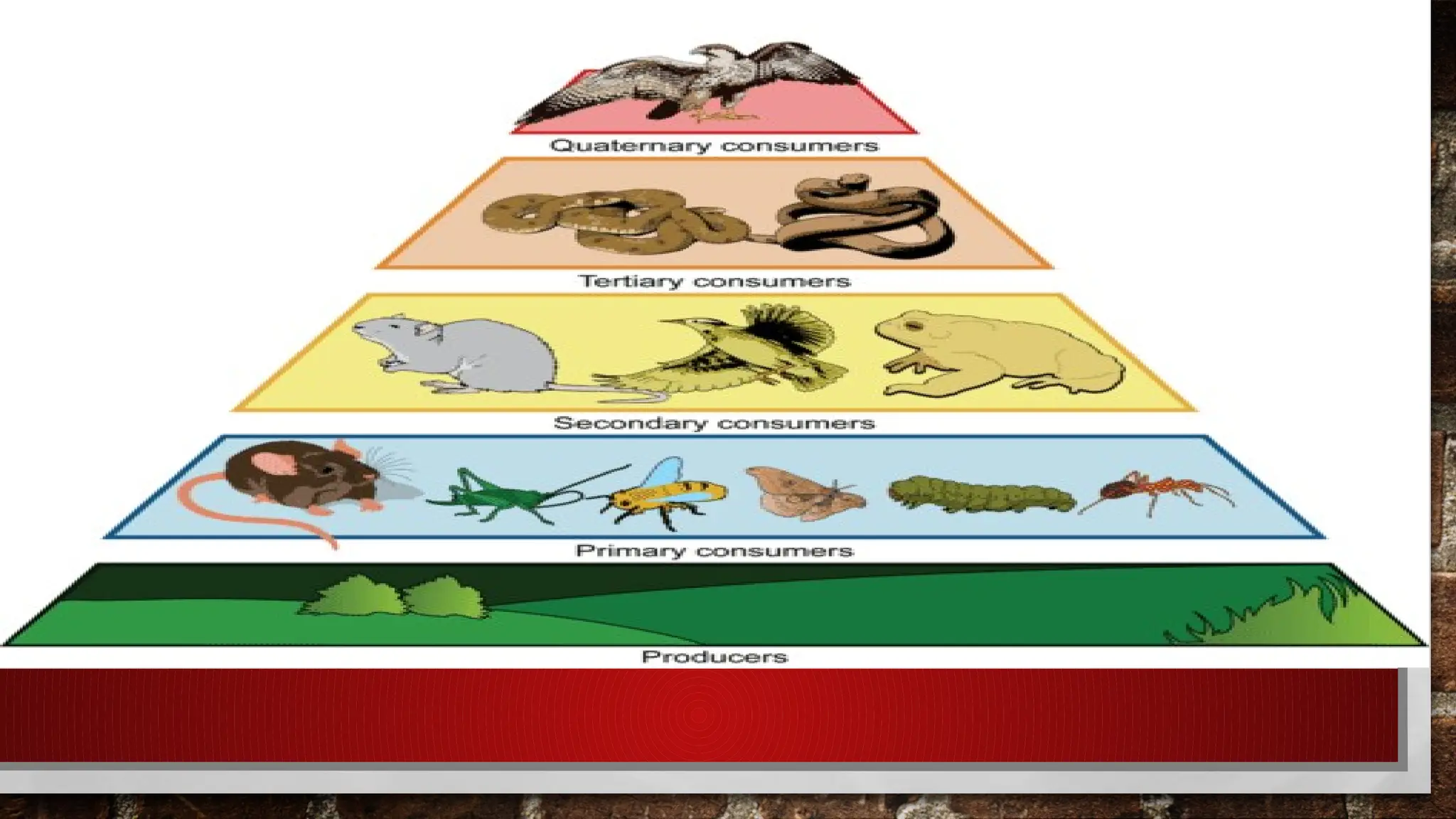 Science-of-ecosystems. Understanding ecosystem pptx | PPTX