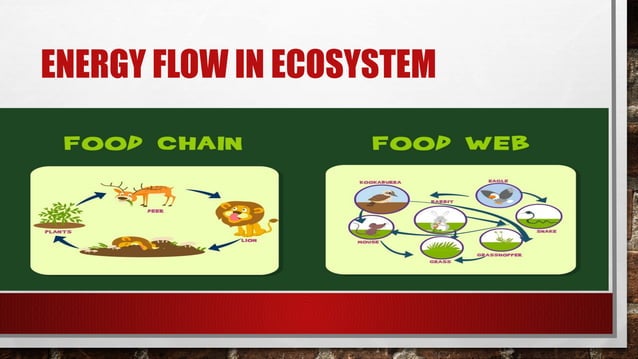 Science-of-ecosystems. Understanding ecosystem pptx | PPTX