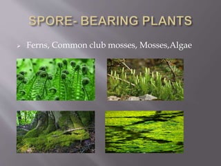 SCIENCE-PLANTS-WITH-SPORES-AND-CONES-WILLIE_122632.pptx