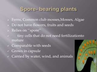 SCIENCE-PLANTS-WITH-SPORES-AND-CONES-WILLIE_122632.pptx