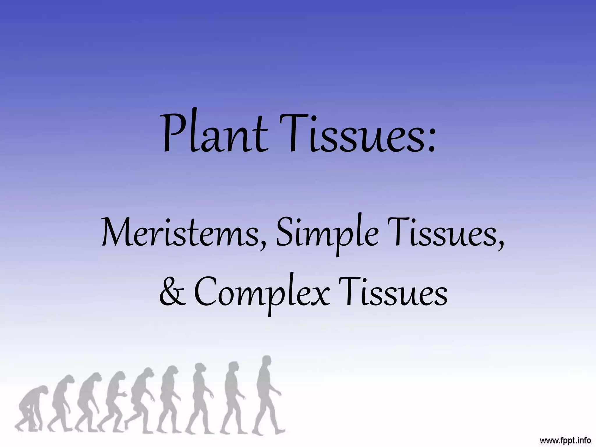 Science | Plant tissue | Meristems,Simple Tissues,&Complex Tissues | PPT