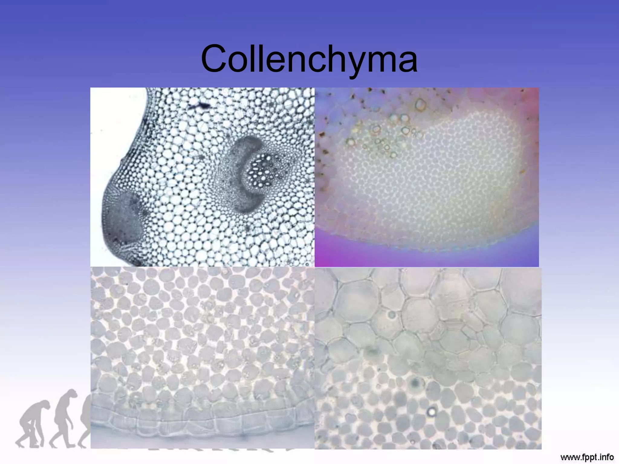 Science | Plant tissue | Meristems,Simple Tissues,&Complex Tissues | PPT