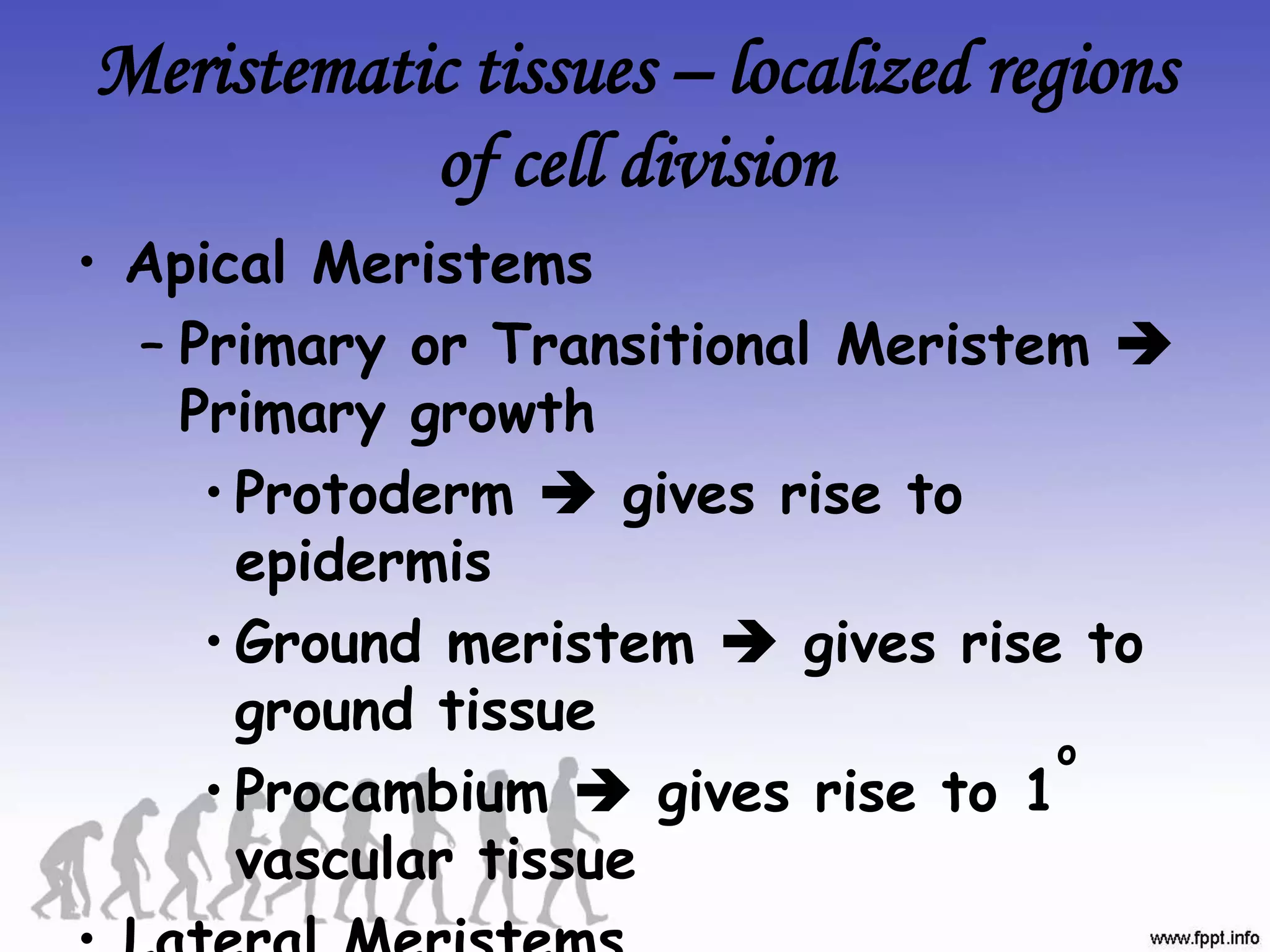 Science | Plant tissue | Meristems,Simple Tissues,&Complex Tissues | PPTX