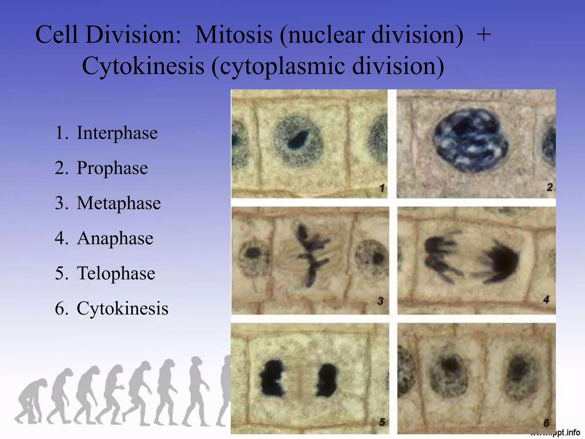 Science | Plant tissue | Meristems,Simple Tissues,&Complex Tissues | PPTX
