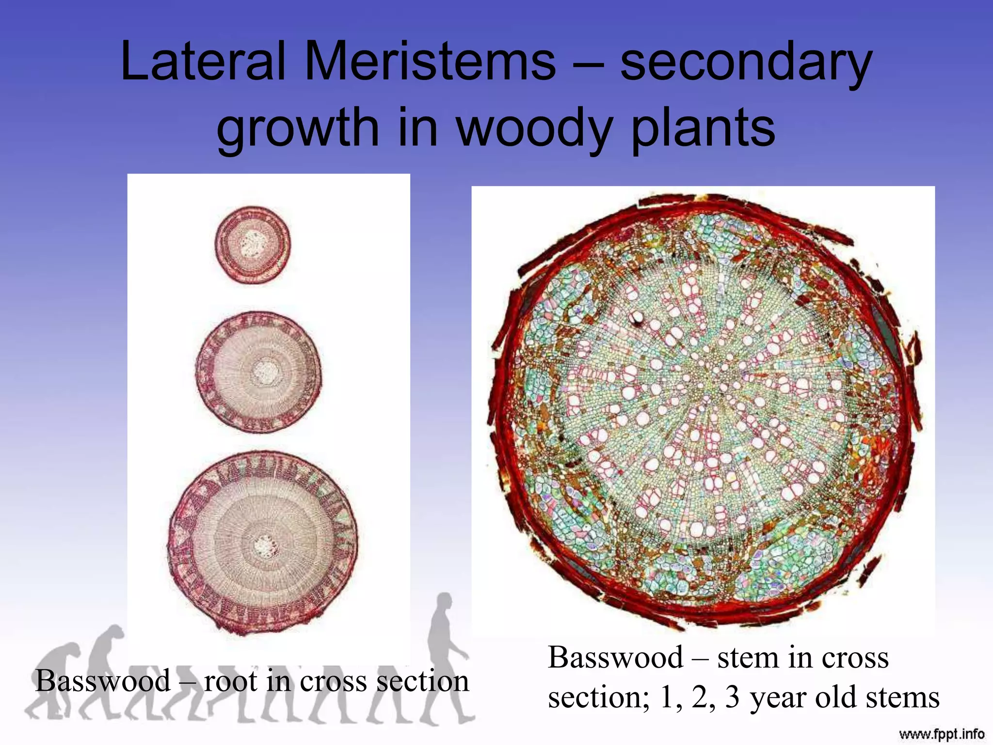 Science | Plant tissue | Meristems,Simple Tissues,&Complex Tissues | PPTX