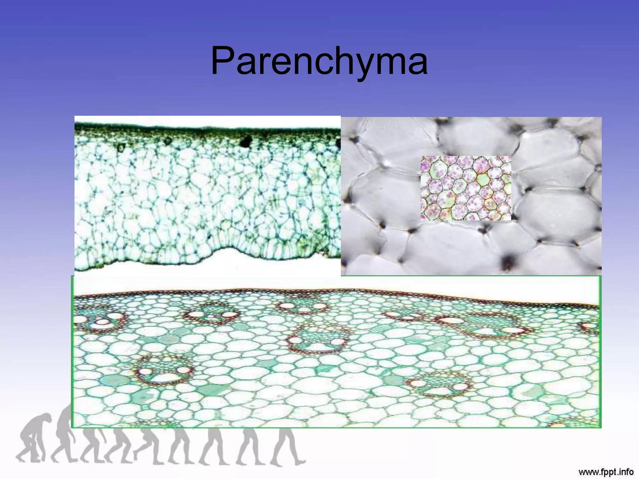Science | Plant tissue | Meristems,Simple Tissues,&Complex Tissues | PPTX