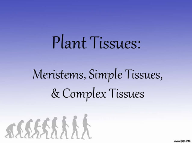 Science | Plant tissue | Meristems,Simple Tissues,&Complex Tissues | PPT