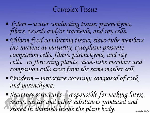 Science | Plant tissue | Meristems,Simple Tissues,&Complex Tissues | PPT