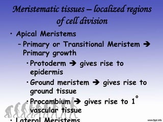 Science | Plant tissue | Meristems,Simple Tissues,&Complex Tissues | PPT