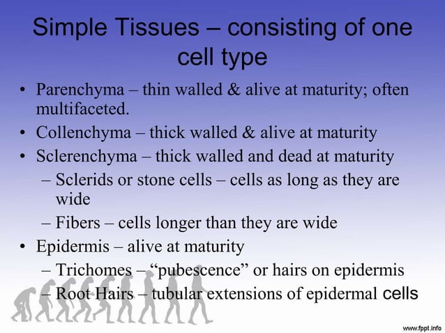 Science | Plant tissue | Meristems,Simple Tissues,&Complex Tissues | PPT