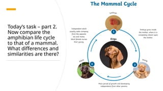 science-classification of vertebrates-presentation.pptx
