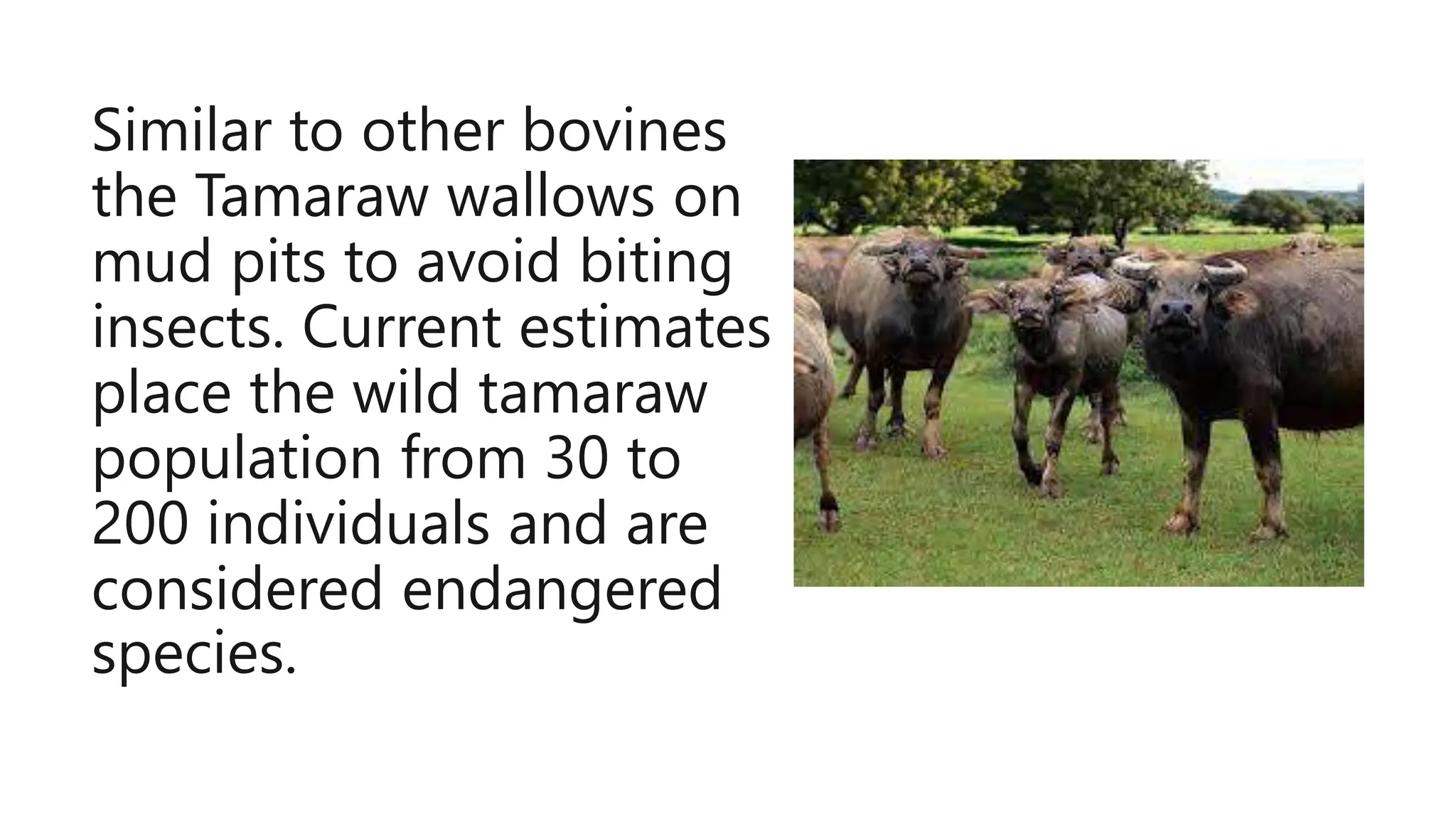 Tamaraw | PPTX