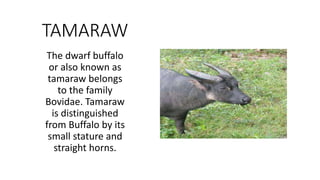 Tamaraw | PPTX