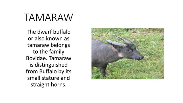Tamaraw | PPTX