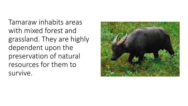 Tamaraw | PPTX
