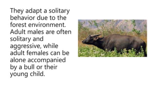Tamaraw | PPTX