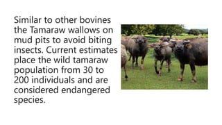 Tamaraw | PPTX