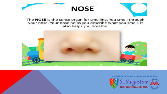 Science-Q1W3-Nose-1.pptxgdr gbrtytrytuntiy | PPT