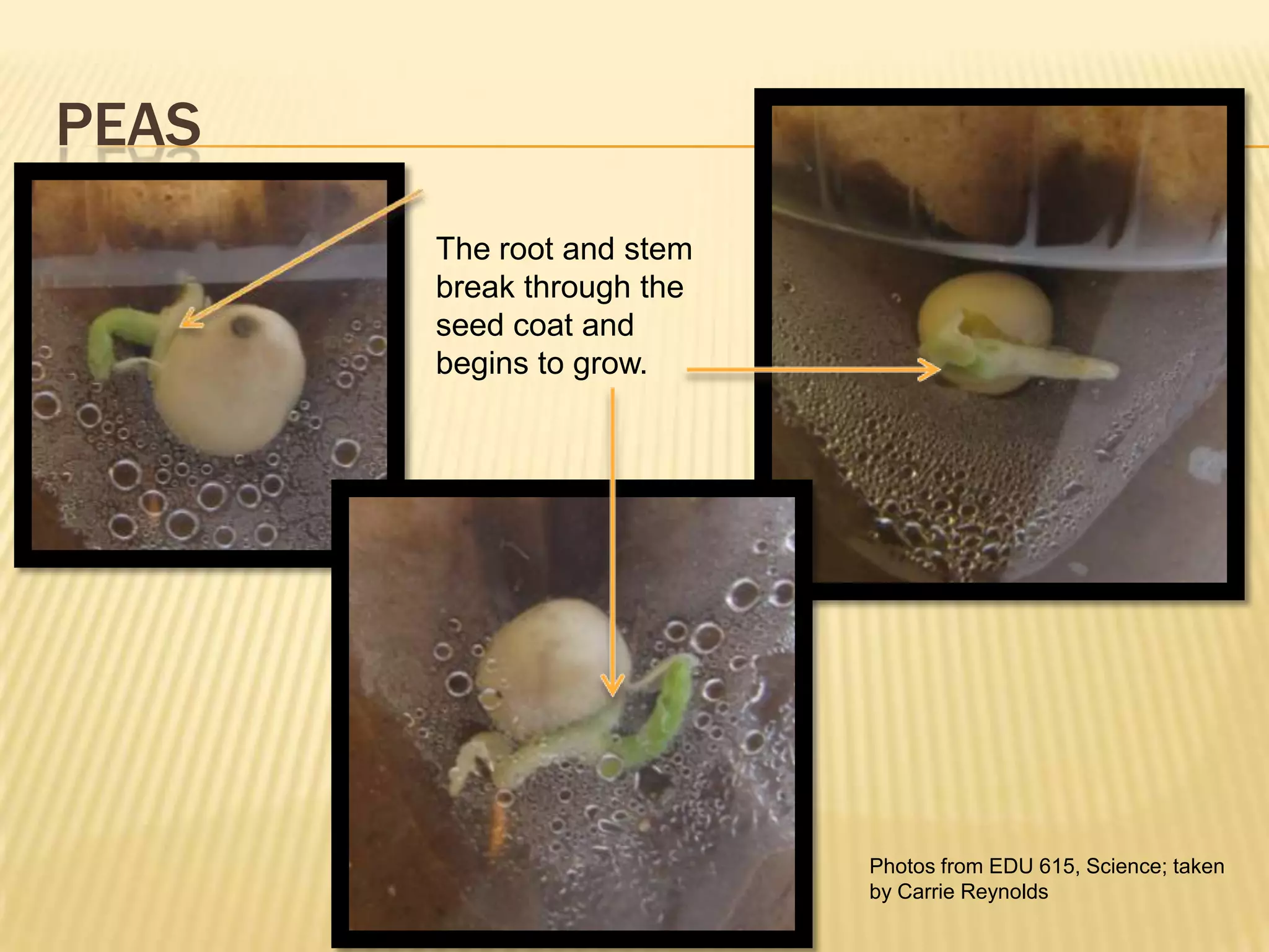 Science - seed growth - corn, peas, bean | PPTX