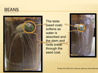 Science - seed growth - corn, peas, bean | PPTX
