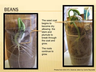 Science - seed growth - corn, peas, bean | PPTX