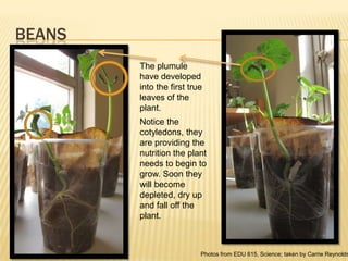Science - seed growth - corn, peas, bean | PPTX