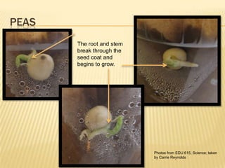 Corn Seed Germination Experiment