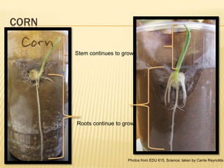 Corn Seed Germination Experiment