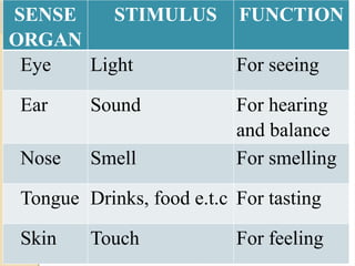 SCIENCE - SENSE ORGANS OF THE HUMAN BODY.pptx
