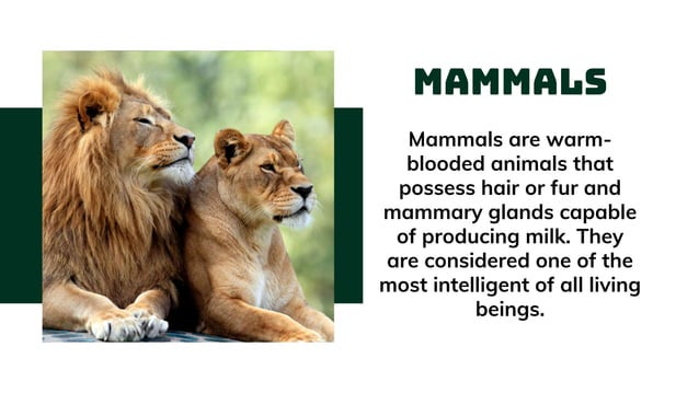 Science-Vertebrate-Animals-Presentation.pptx